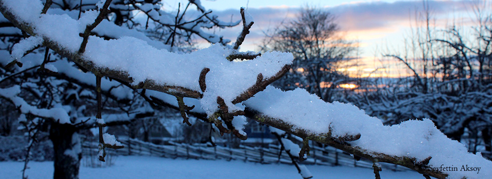 vinter-kvist – Boitibble